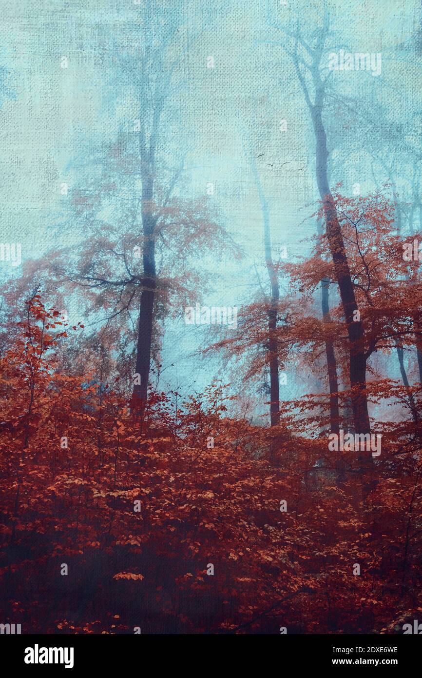 Autumn foliage and tall trees vanishing into the morning mist ...