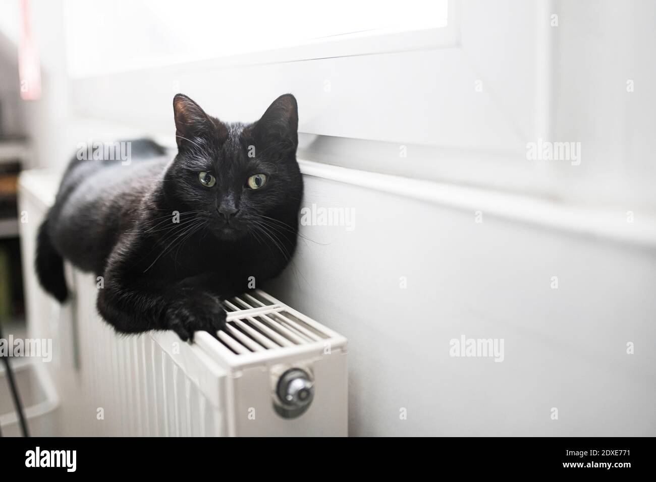 Cat on the radiator hi-res stock photography and images - Alamy