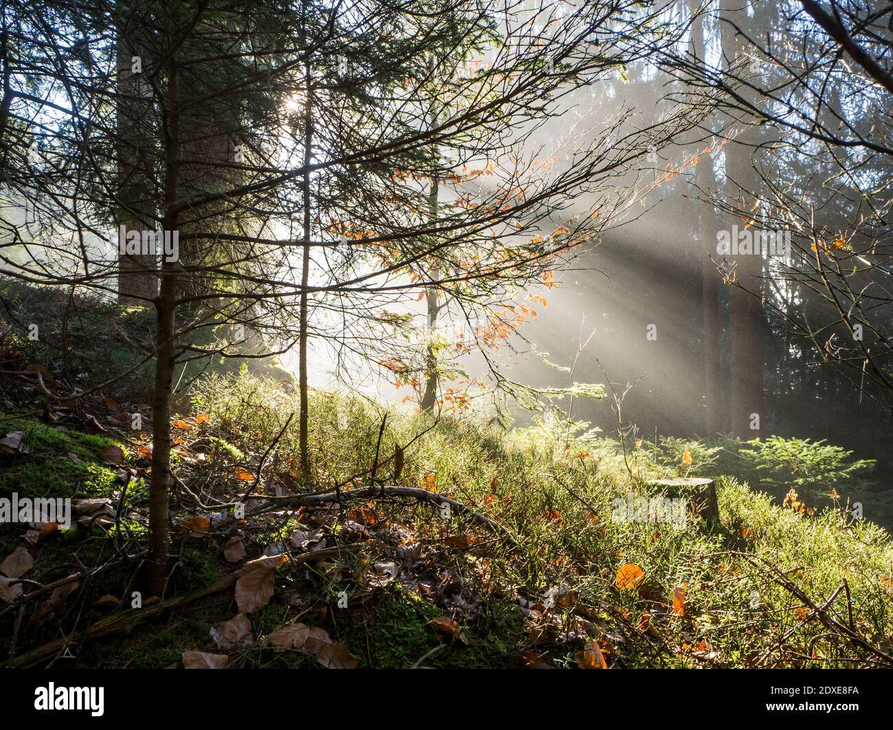 Rising forest atmosphere hi-res stock photography and images - Alamy