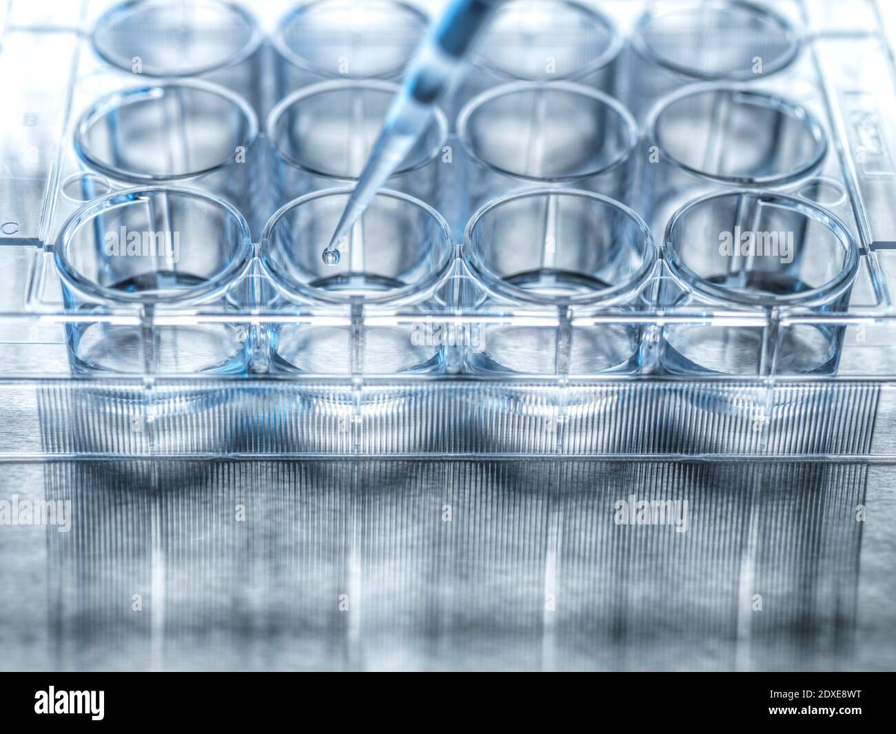 Medical sample being pipetted into microplate Stock Photo - Alamy