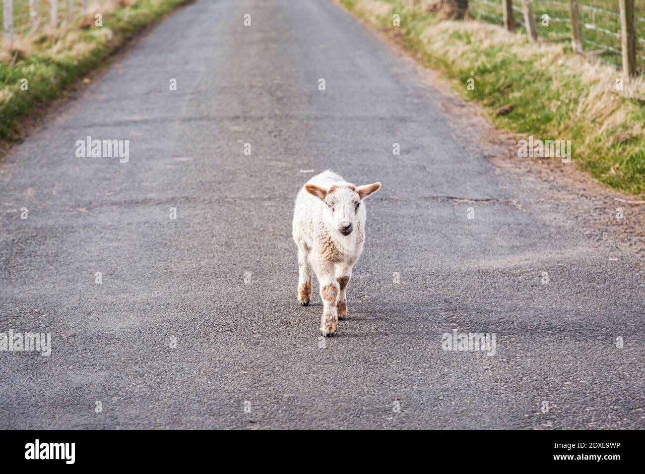 Lamb walking on country road Stock Photo - Alamy