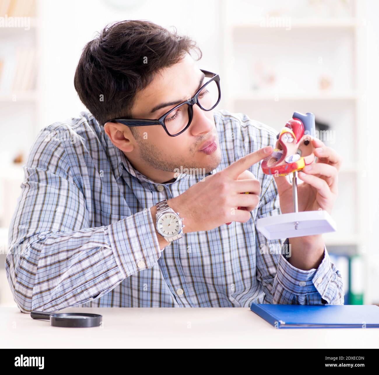 The medical student studing the heart Stock Photo - Alamy