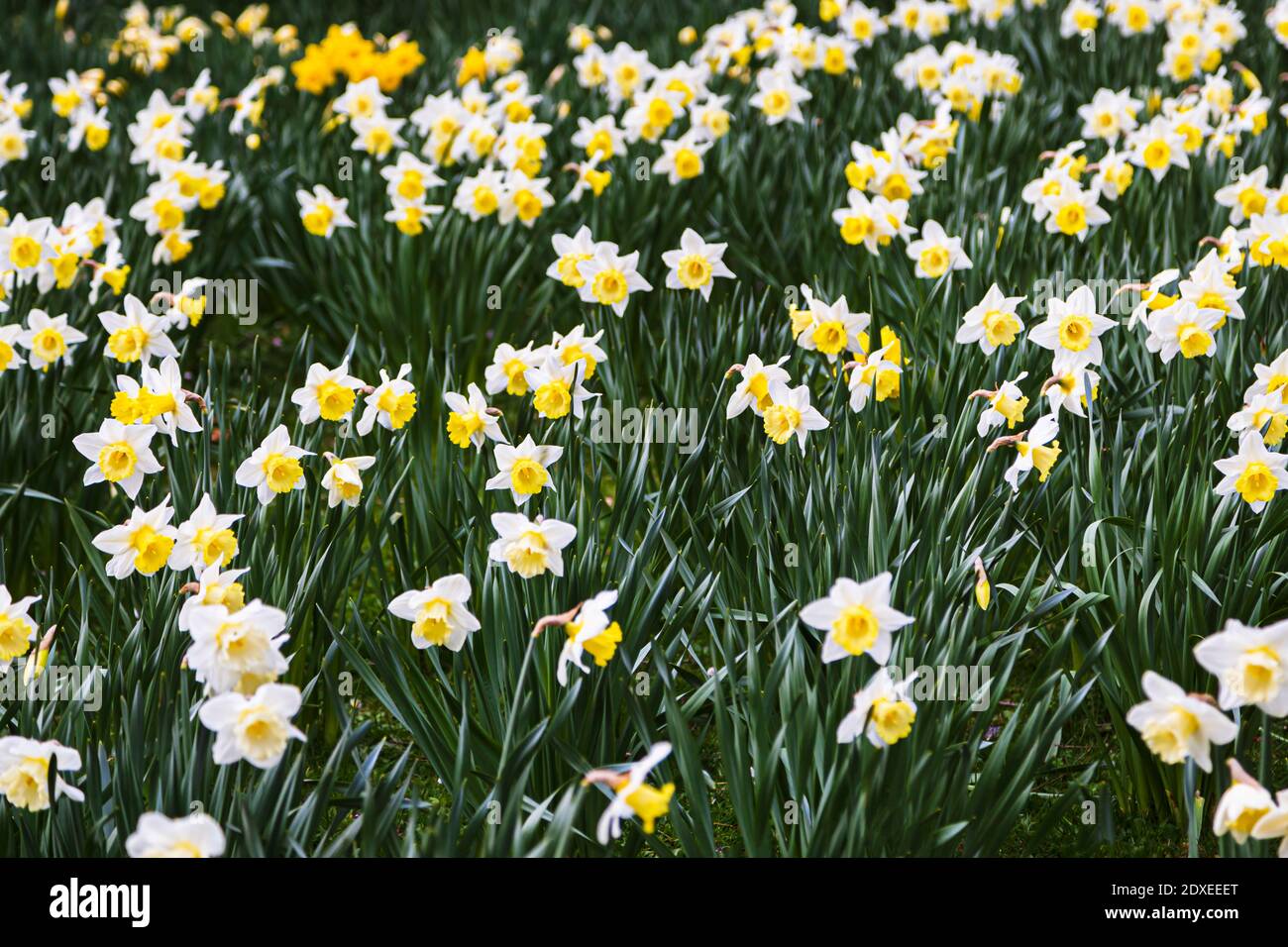 Daffodil field scotland hi-res stock photography and images - Alamy