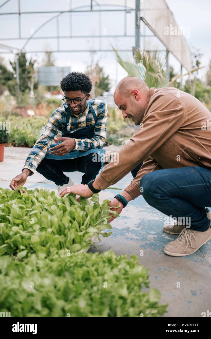 Male owner with young botanist examining plants at greenhouse Stock ...