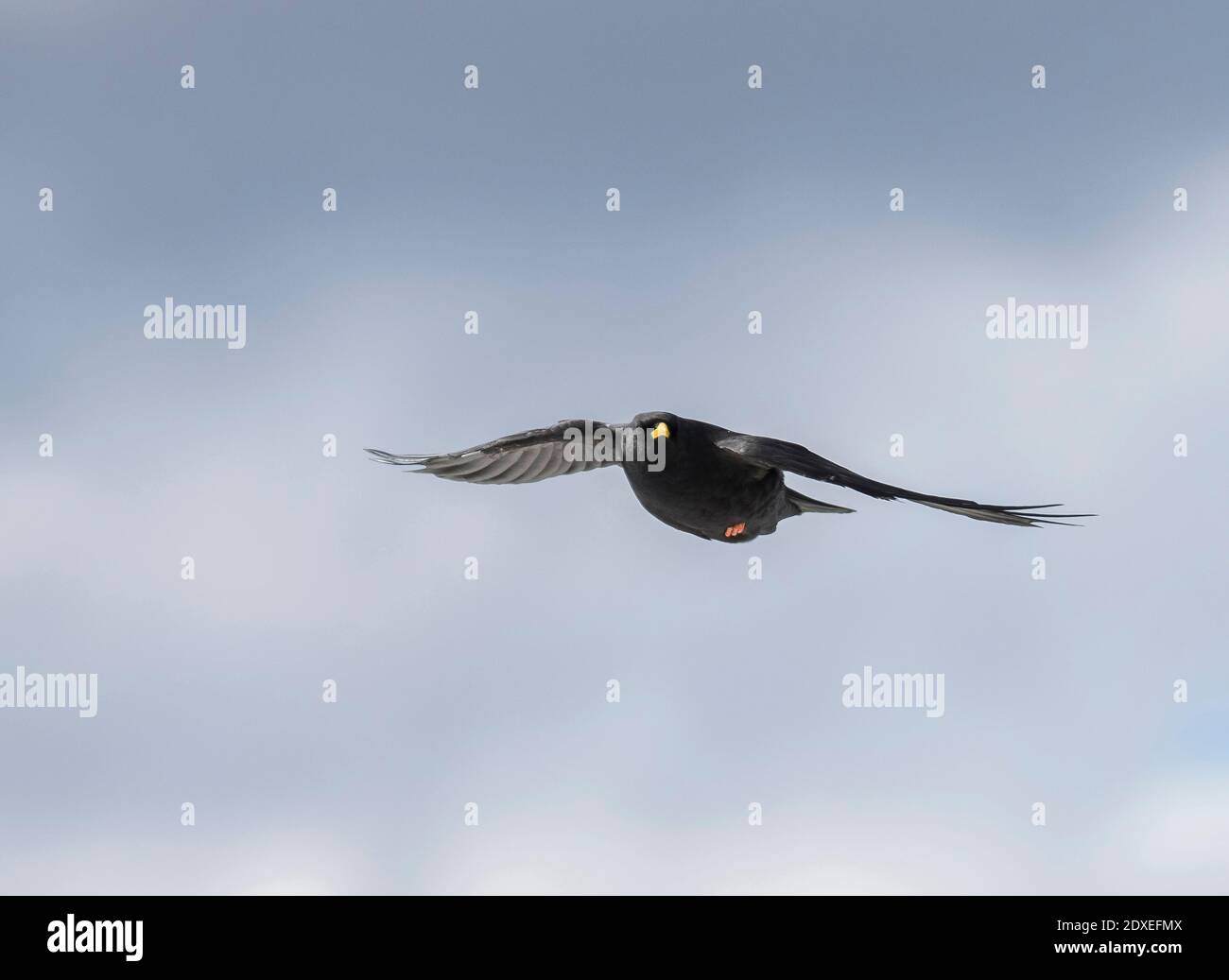 Alpine chough (Pyrrhocorax graculus) flying against cloudy sky Stock ...
