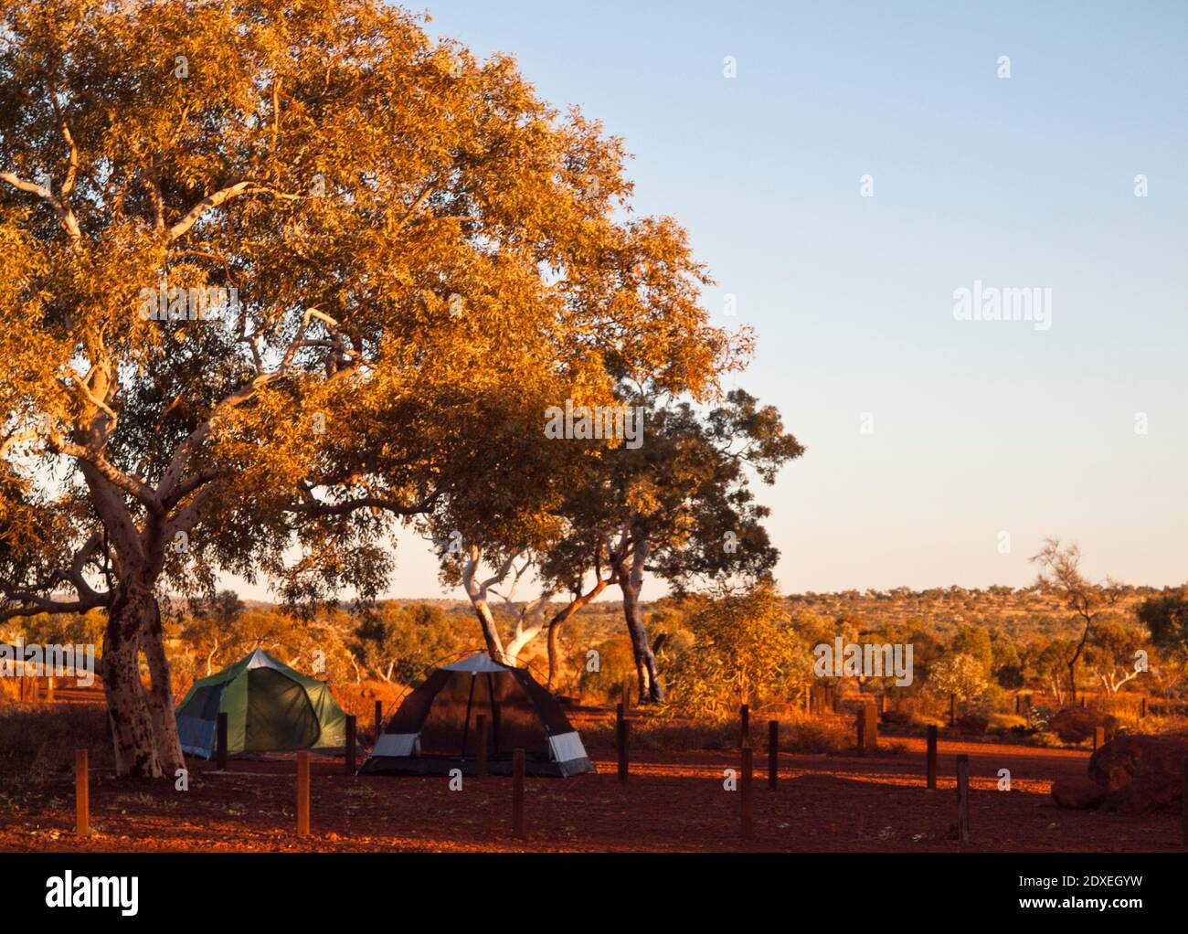 Eucalyptus victrix hi-res stock photography and images - Alamy