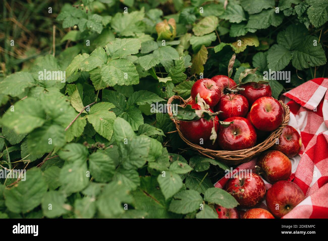 Red apples in basket hi-res stock photography and images - Alamy