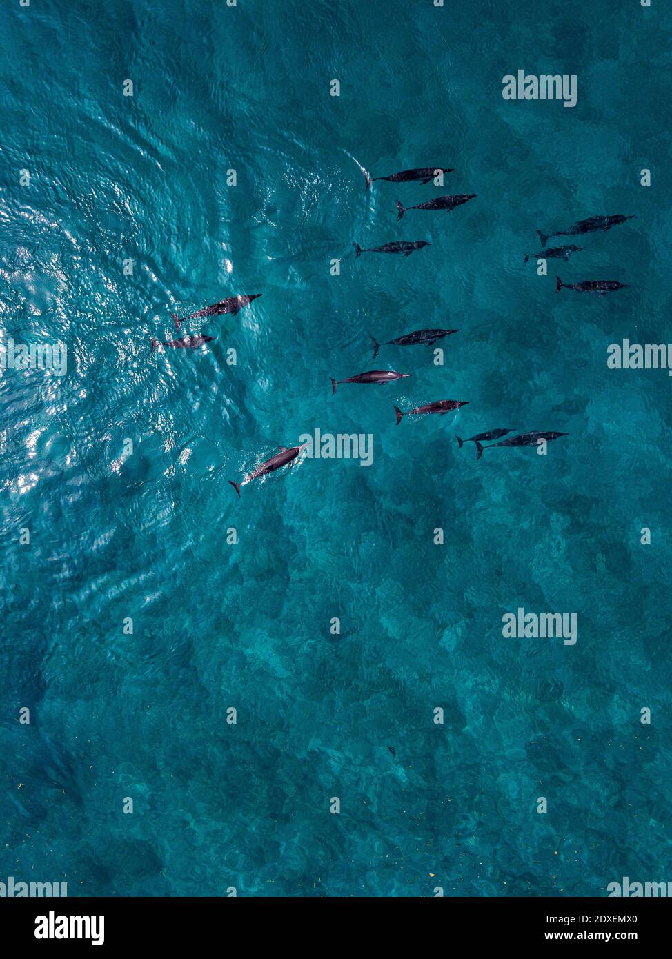 Aerial views of dolphin hi-res stock photography and images - Alamy