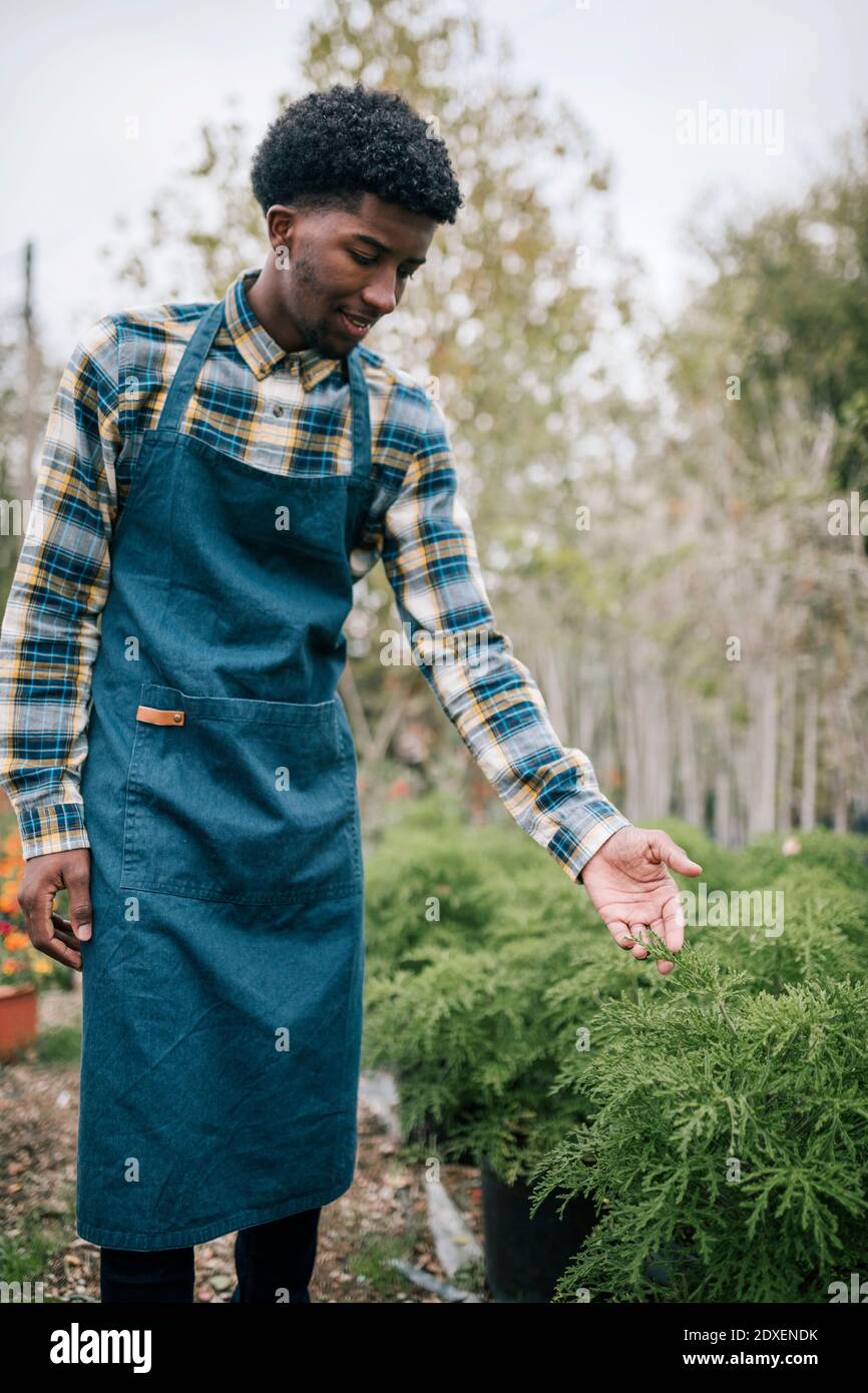 Pine greenhouse hi-res stock photography and images - Alamy