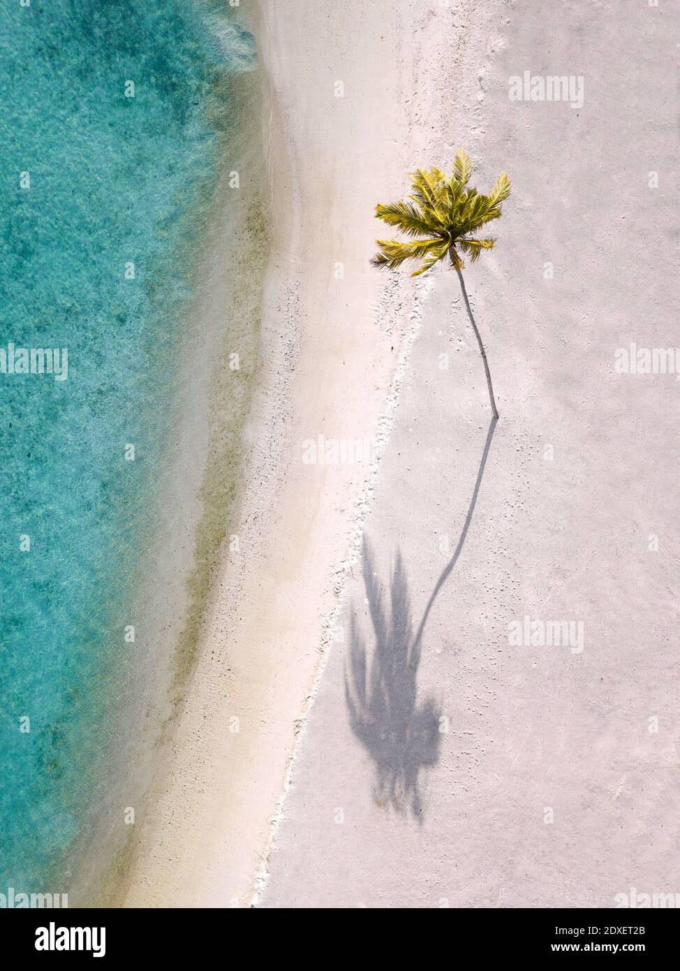 Single palm tree on tropical island, aerial view Stock Photo - Alamy