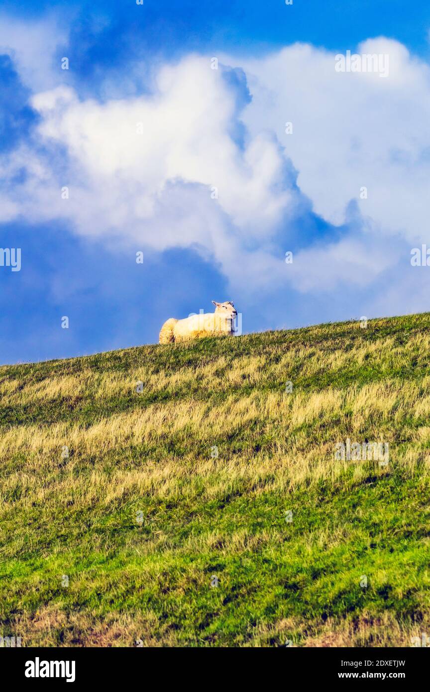 No one sheep landscapes mammals agriculture hi-res stock photography ...