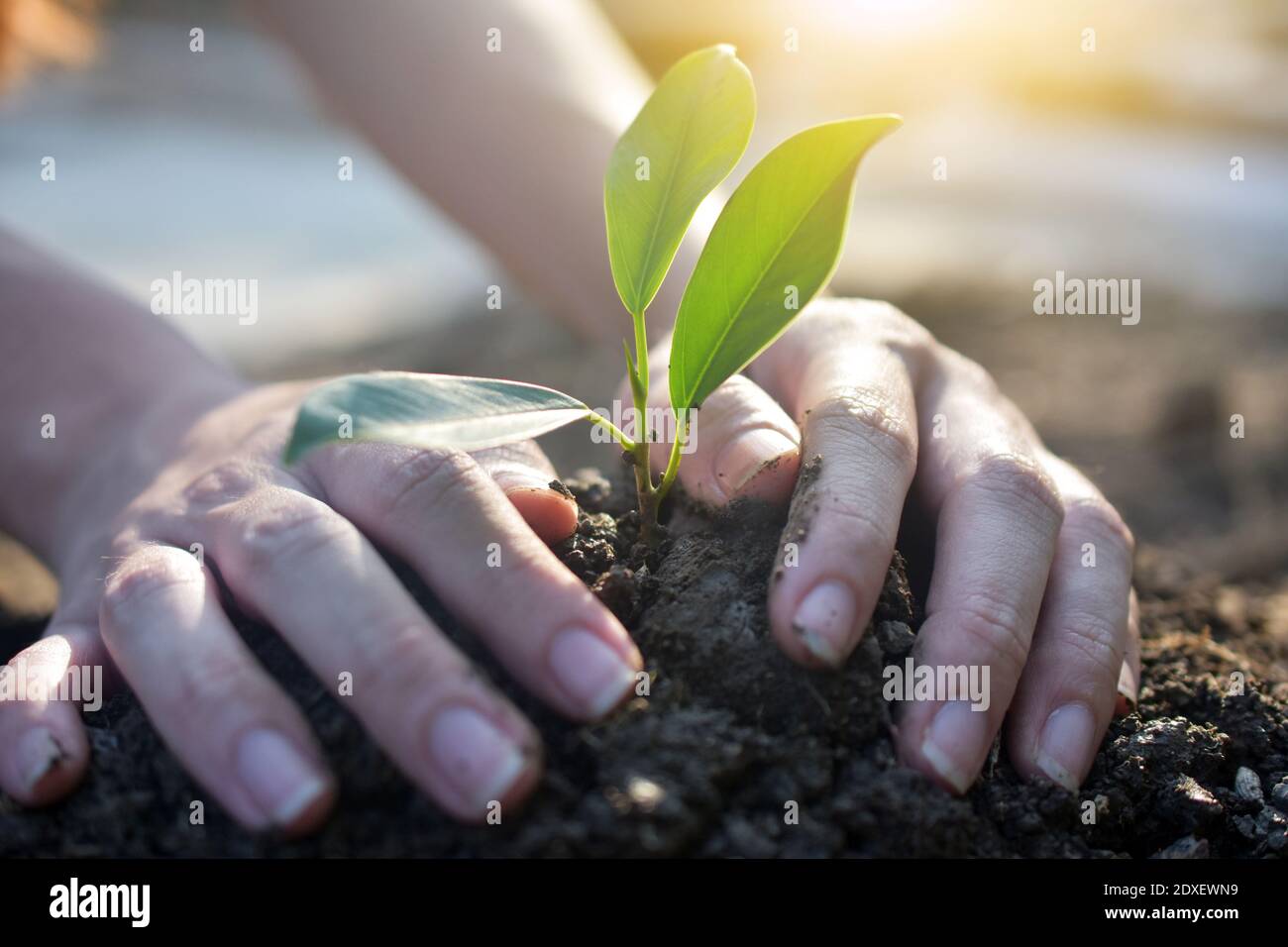 People growing tree,Watering plants and planting trees Stock Photo - Alamy