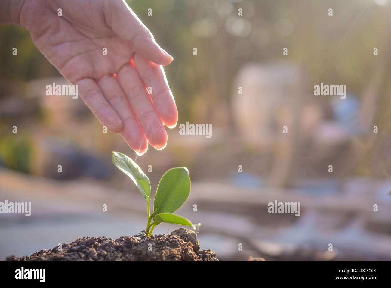 People growing tree,Watering plants and planting trees Stock Photo - Alamy