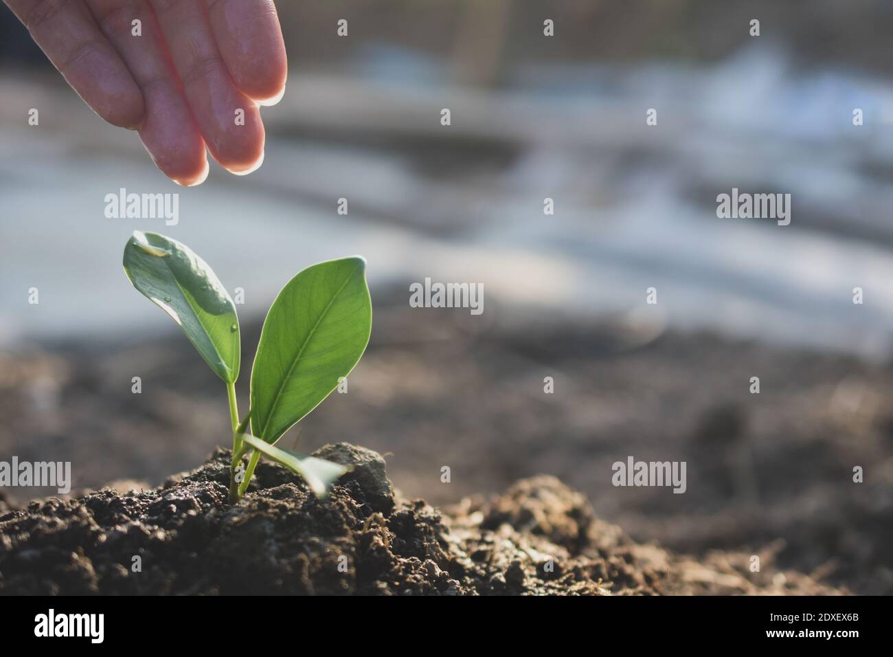 People growing tree,Watering plants and planting trees Stock Photo - Alamy