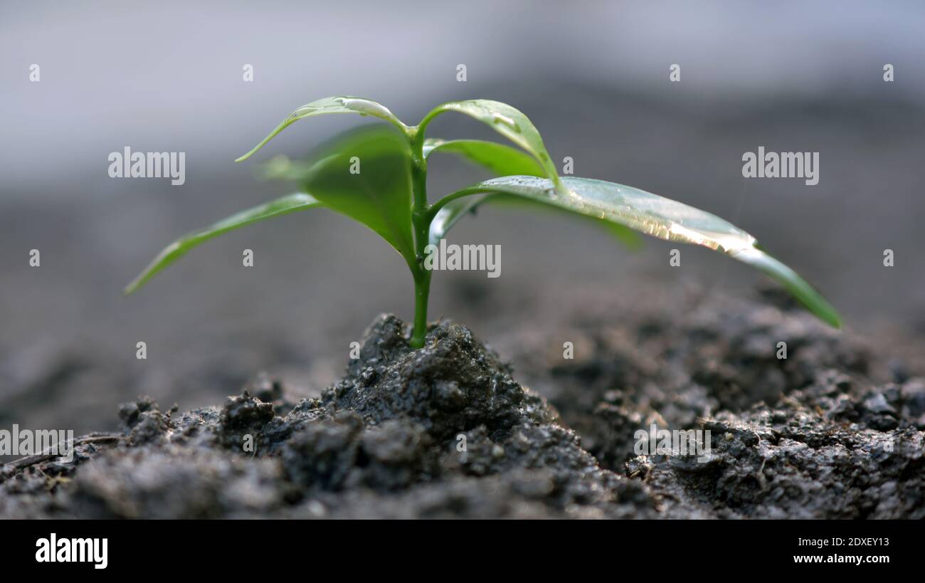 People growing tree,Watering plants and planting trees Stock Photo - Alamy