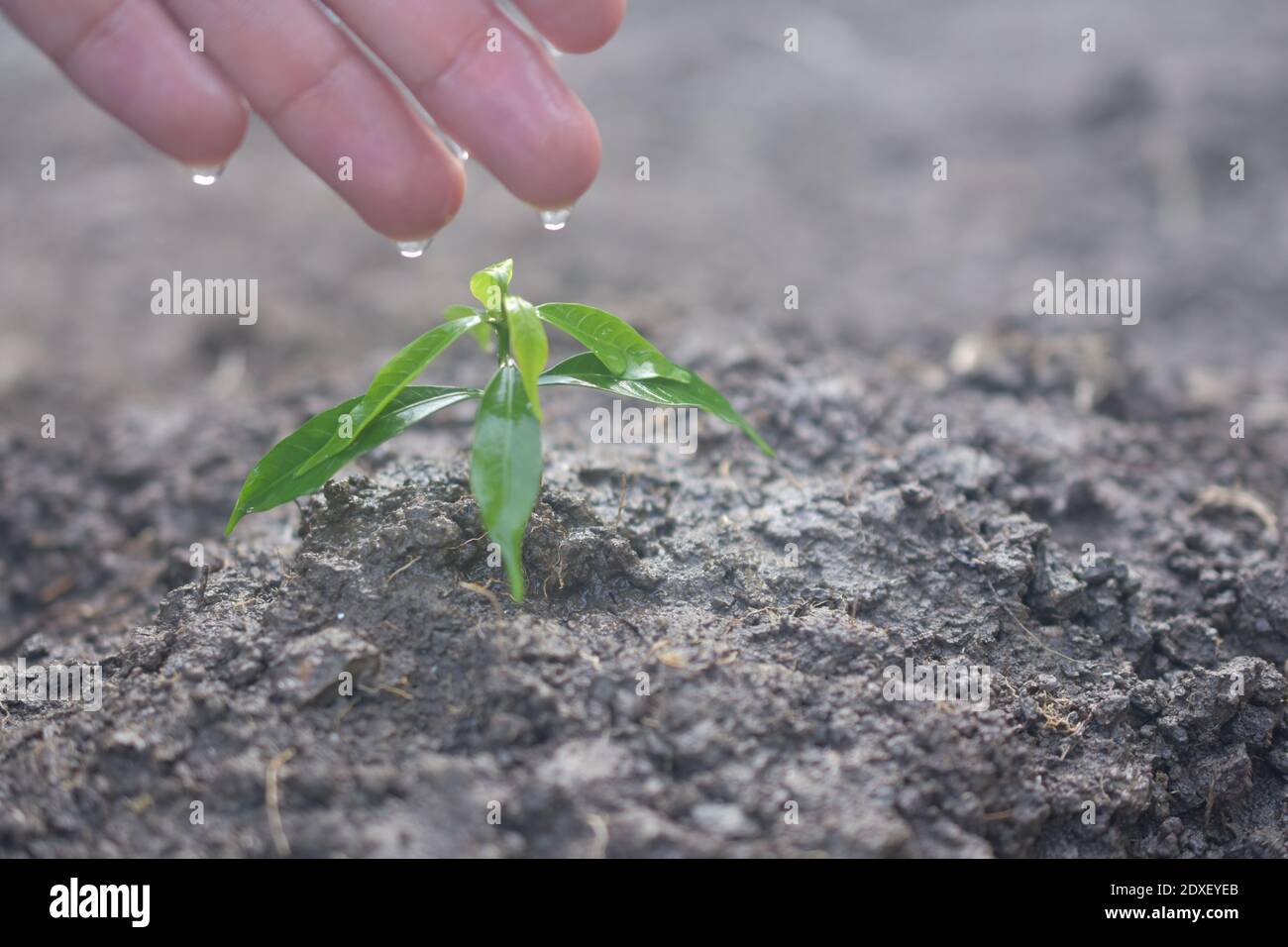 People growing tree,Watering plants and planting trees Stock Photo - Alamy