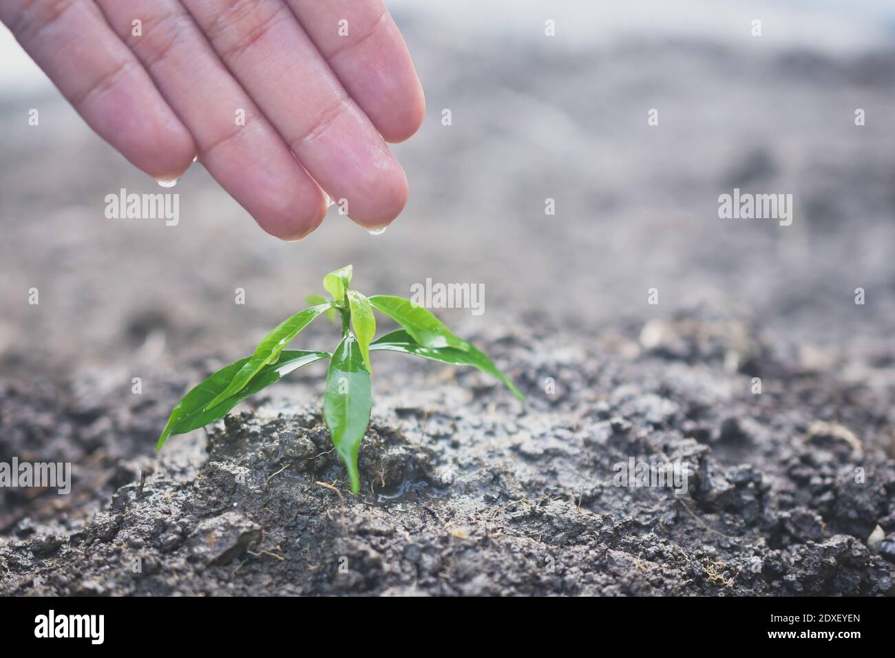 People growing tree,Watering plants and planting trees Stock Photo - Alamy