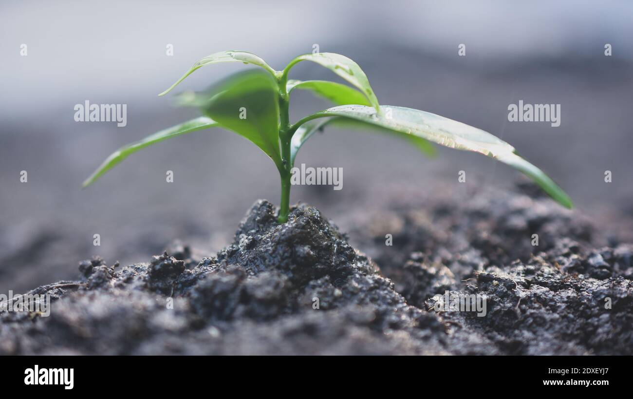 People growing tree,Watering plants and planting trees Stock Photo - Alamy