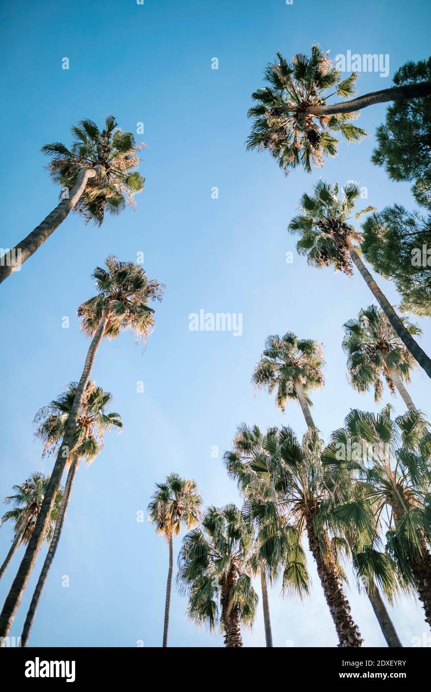 Tall palm trees hi-res stock photography and images - Alamy