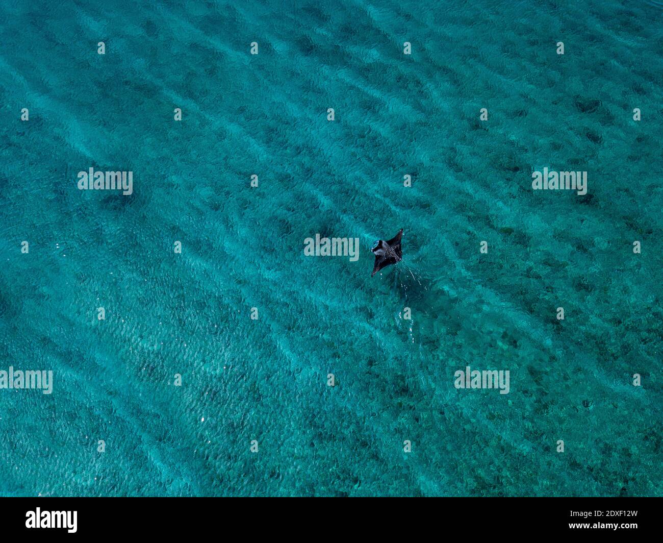 Manta Ray fish swimming in turquoise sea at Maldives Stock Photo - Alamy
