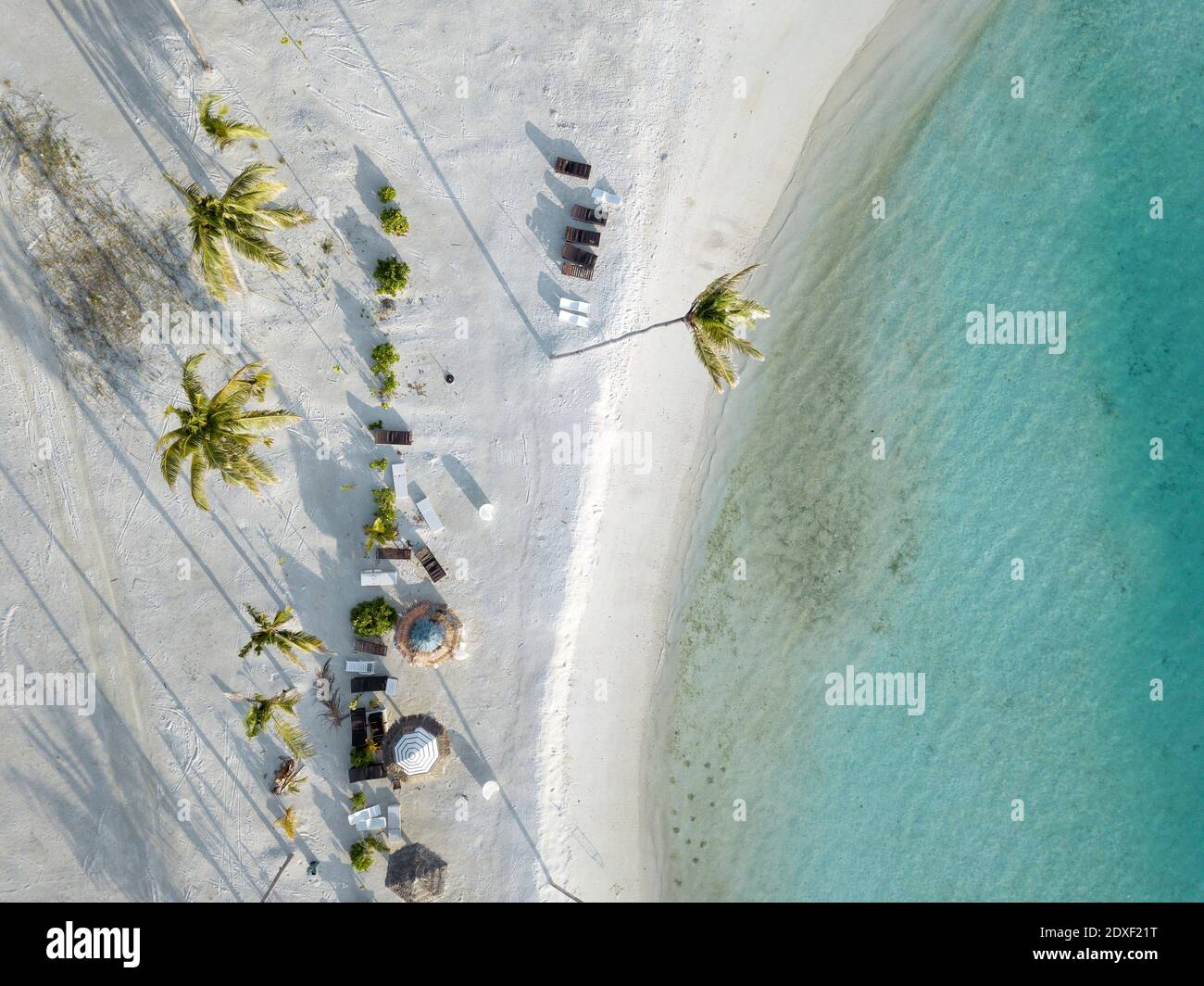 Birds eye view palm trees hi-res stock photography and images - Alamy