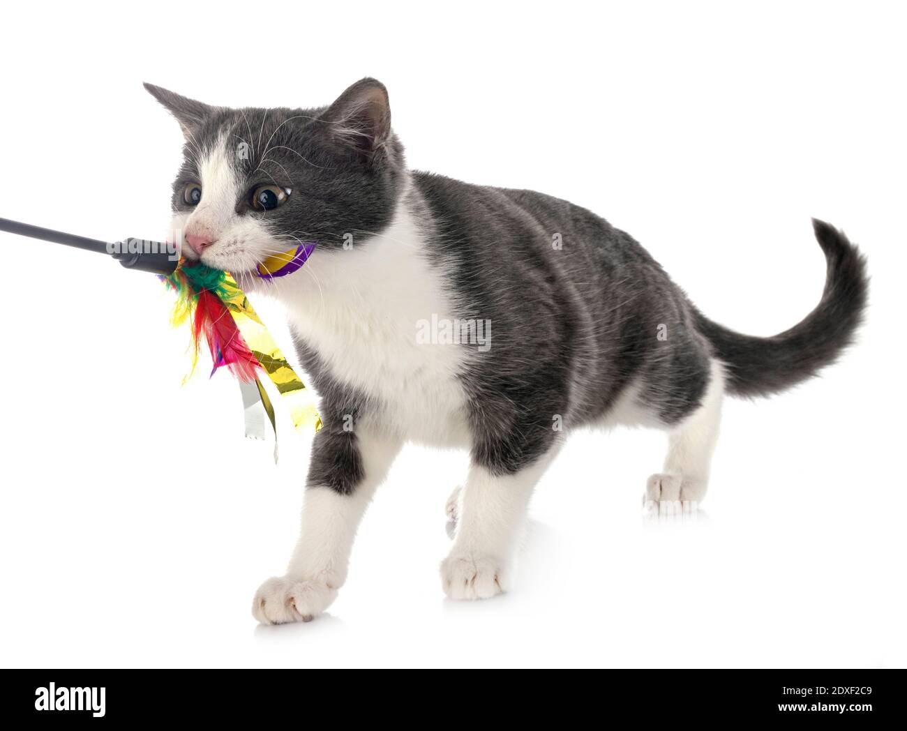 Feral cat feather hi-res stock photography and images - Alamy