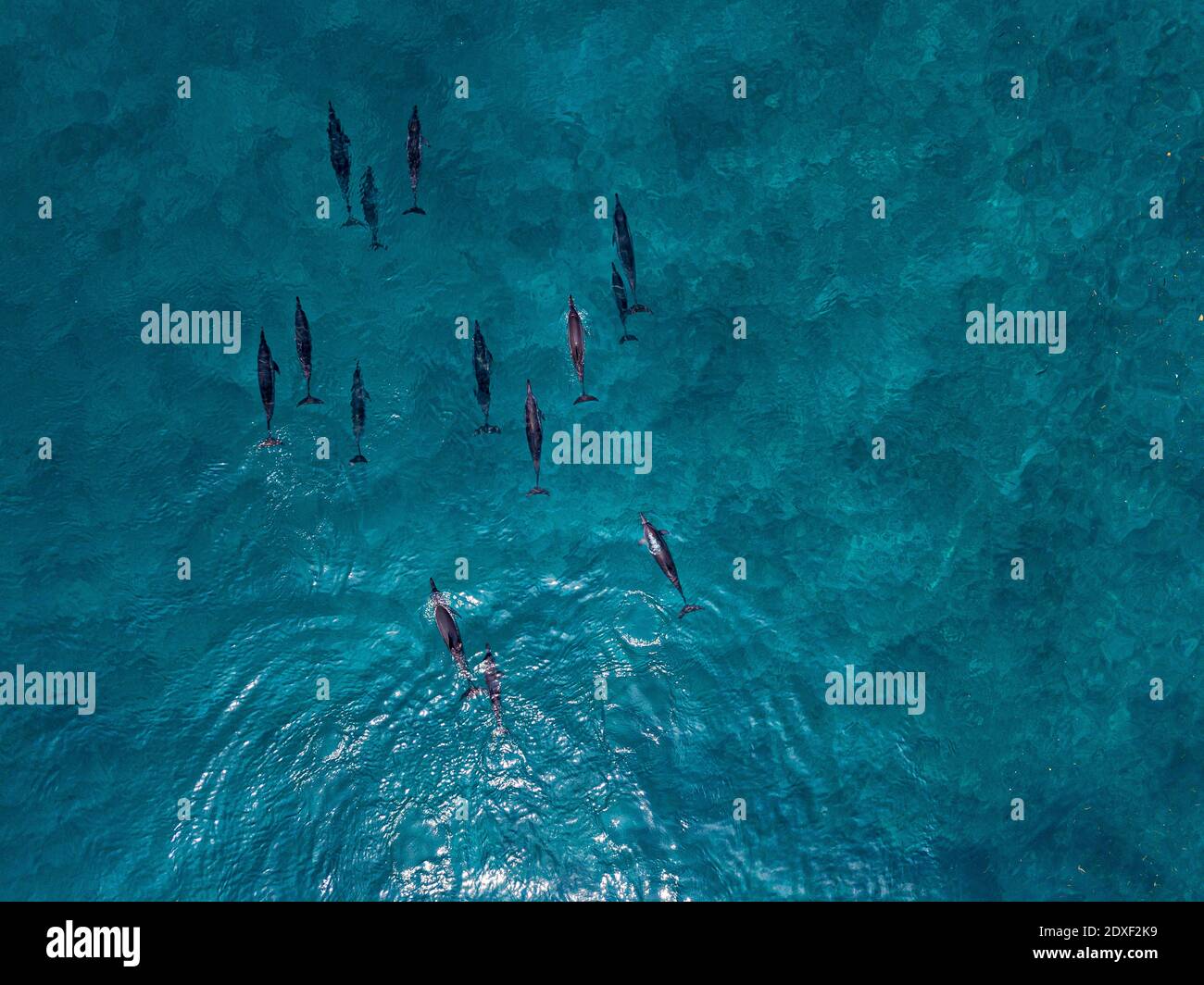 Aerial views of dolphin hi-res stock photography and images - Alamy
