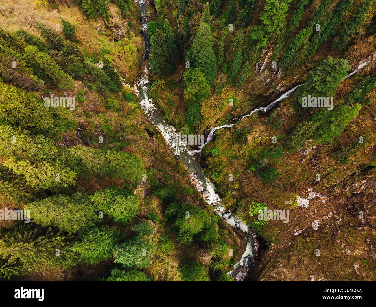 Alpine forests himalayas hi-res stock photography and images - Alamy