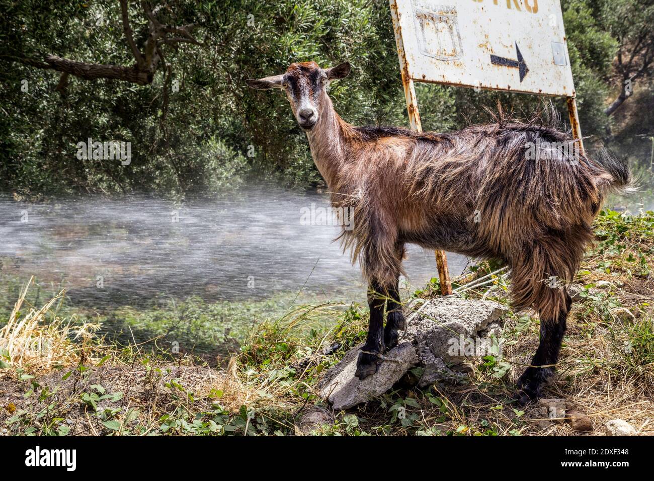 Portrait of brown goat cooling off in spray of water Stock Photo - Alamy
