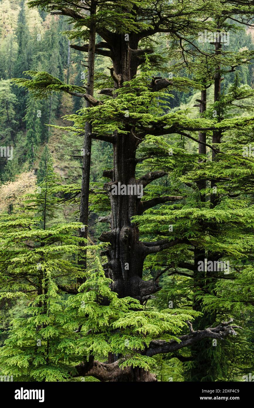 Green forest trees in Himalayas Stock Photo - Alamy