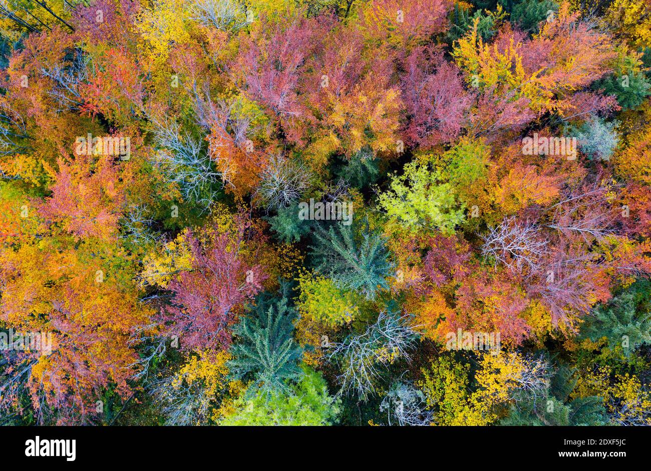 Drone view of mixed forest in autumn Stock Photo - Alamy