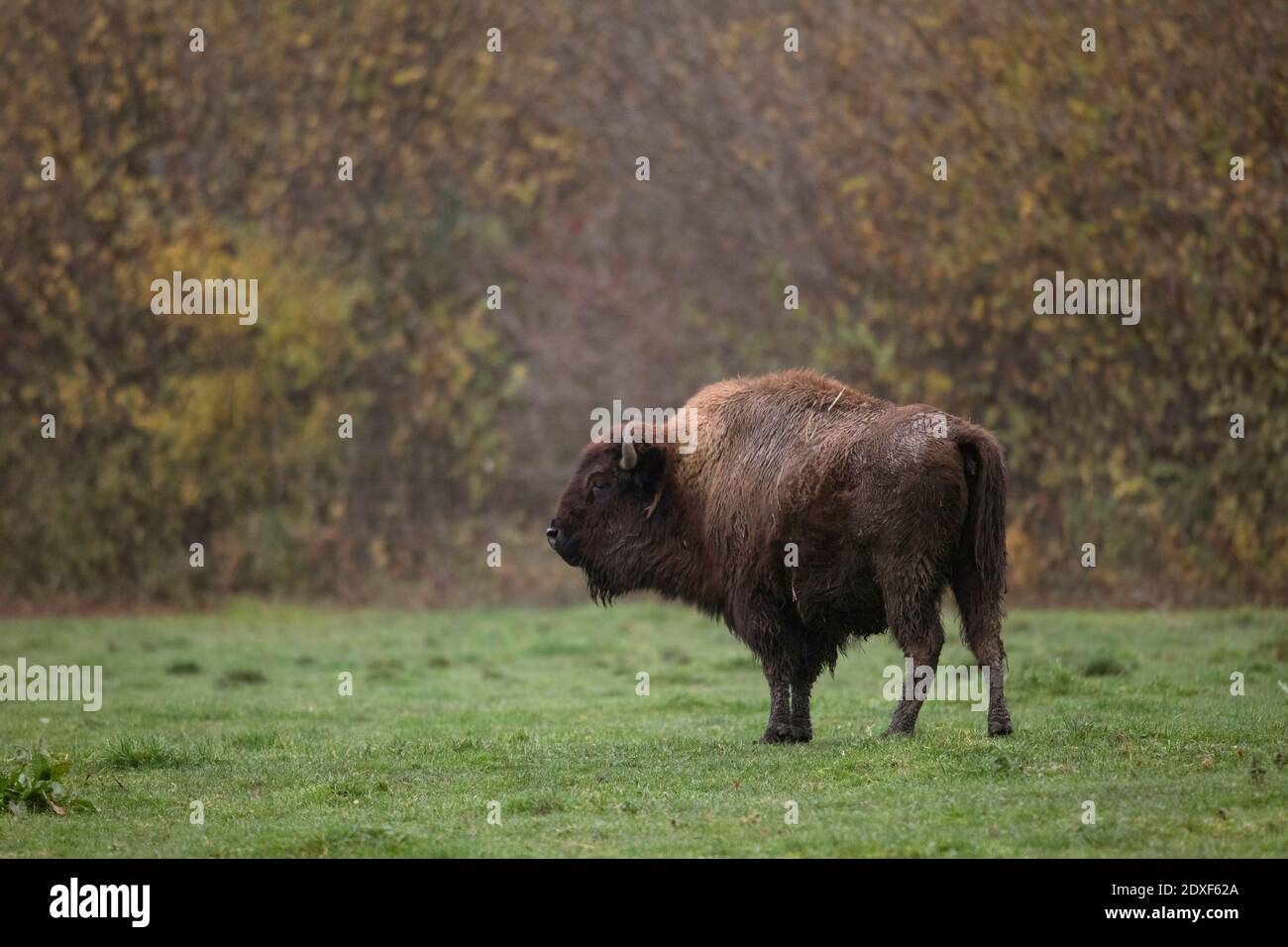 European bison (Bison bonasus) in field Stock Photo - Alamy