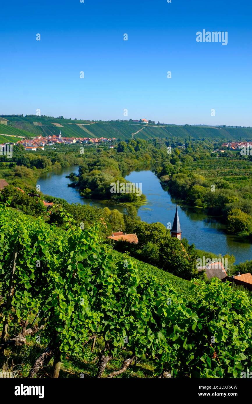 Weinberg am Main bei Köhler, links Escherndorf und rechts Nordheim am ...