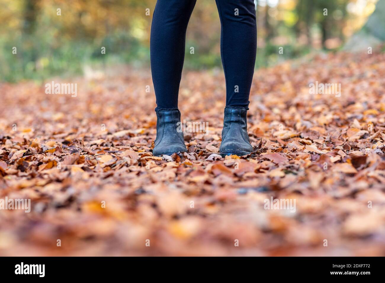 Woman wearing boots standing on autumn leaf in Cannock Chase woodland ...