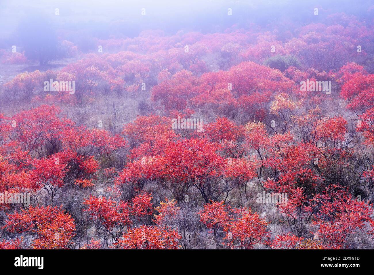 Vibrant red terebinths (Pistacia terebinthus) in autumn Stock Photo - Alamy
