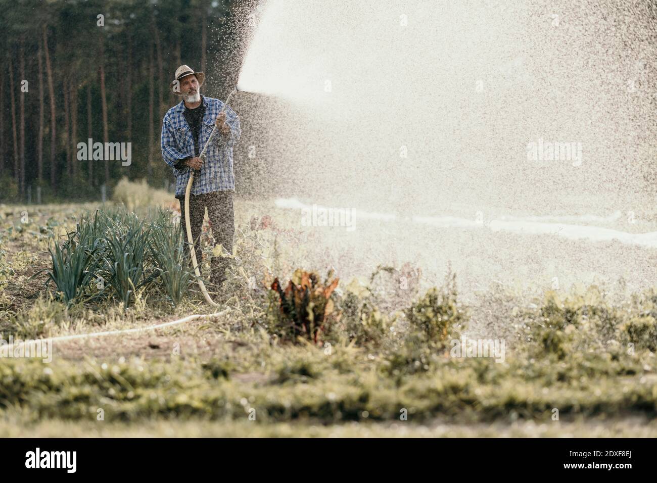 Farmer watering crop with pipe while standing at farm Stock Photo - Alamy