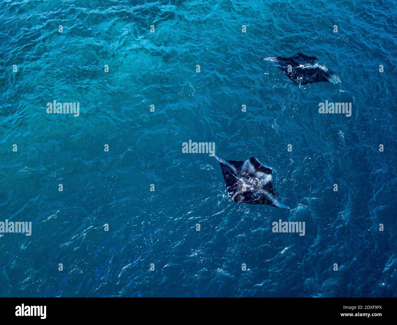 Sea devils swimming in hi-res stock photography and images - Alamy