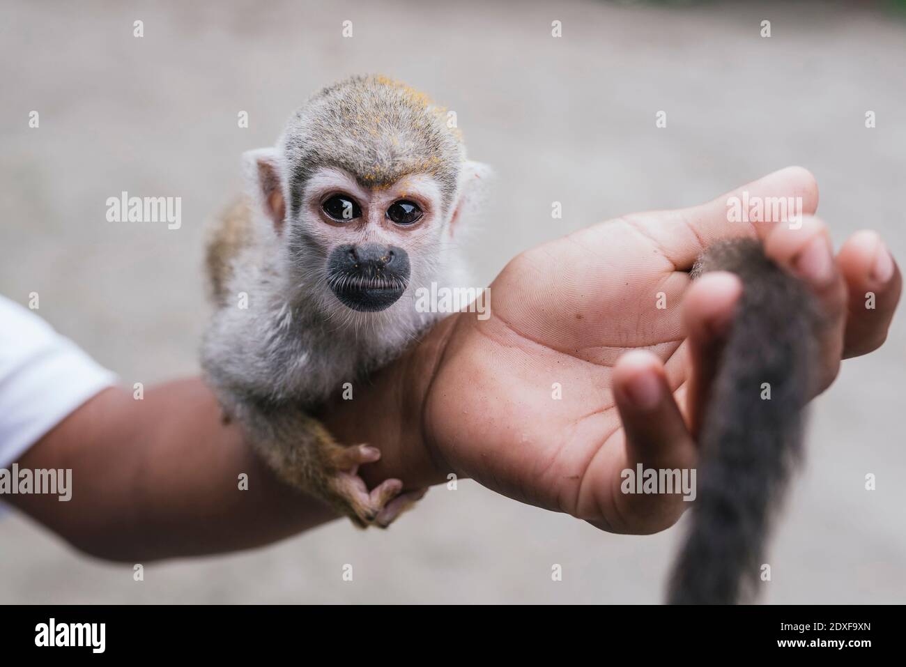 Capuchin monkey on hand at Misahualli, Ecuador Stock Photo - Alamy