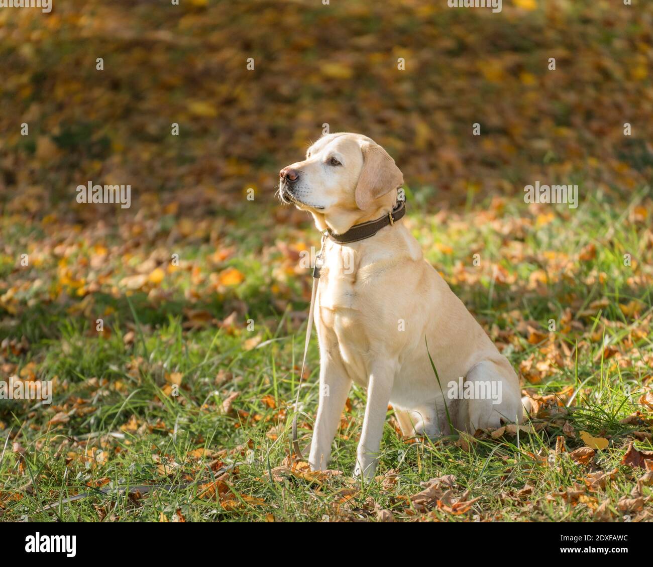 Labrador Retriever in park during autumn Stock Photo - Alamy