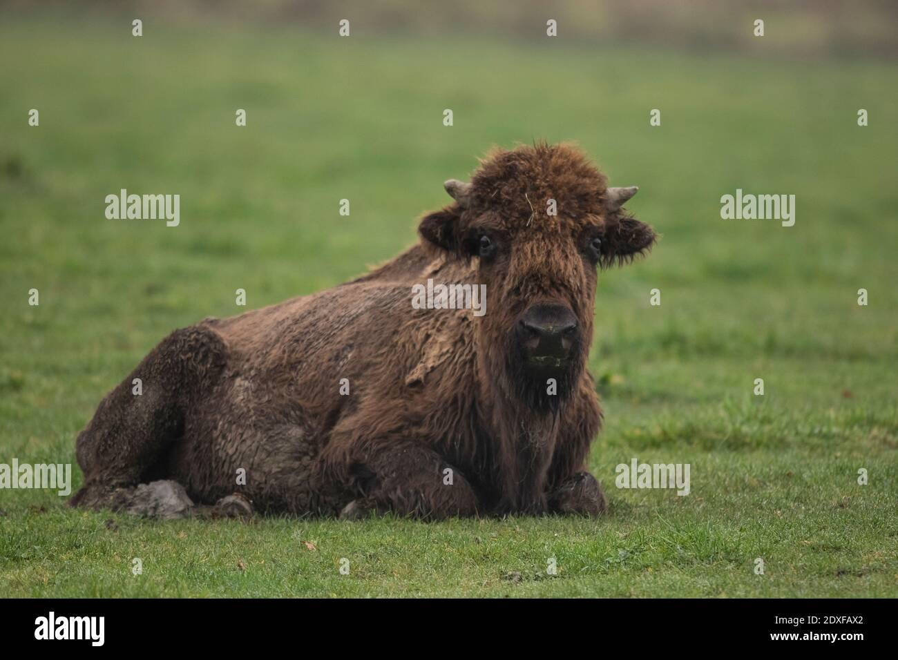 Bison laying down hi-res stock photography and images - Alamy