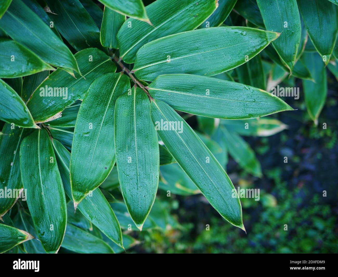 Sasa beauty hi-res stock photography and images - Alamy
