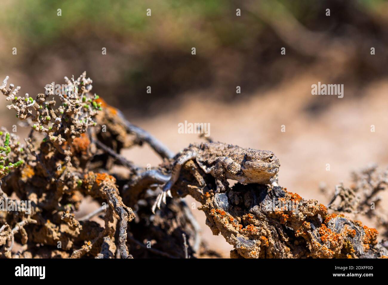 Close portrait of Phrynocephalus helioscopus agama in nature Stock ...