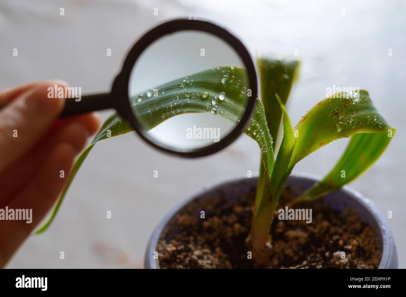 Scientist magnifying glass leaf hi-res stock photography and images - Alamy