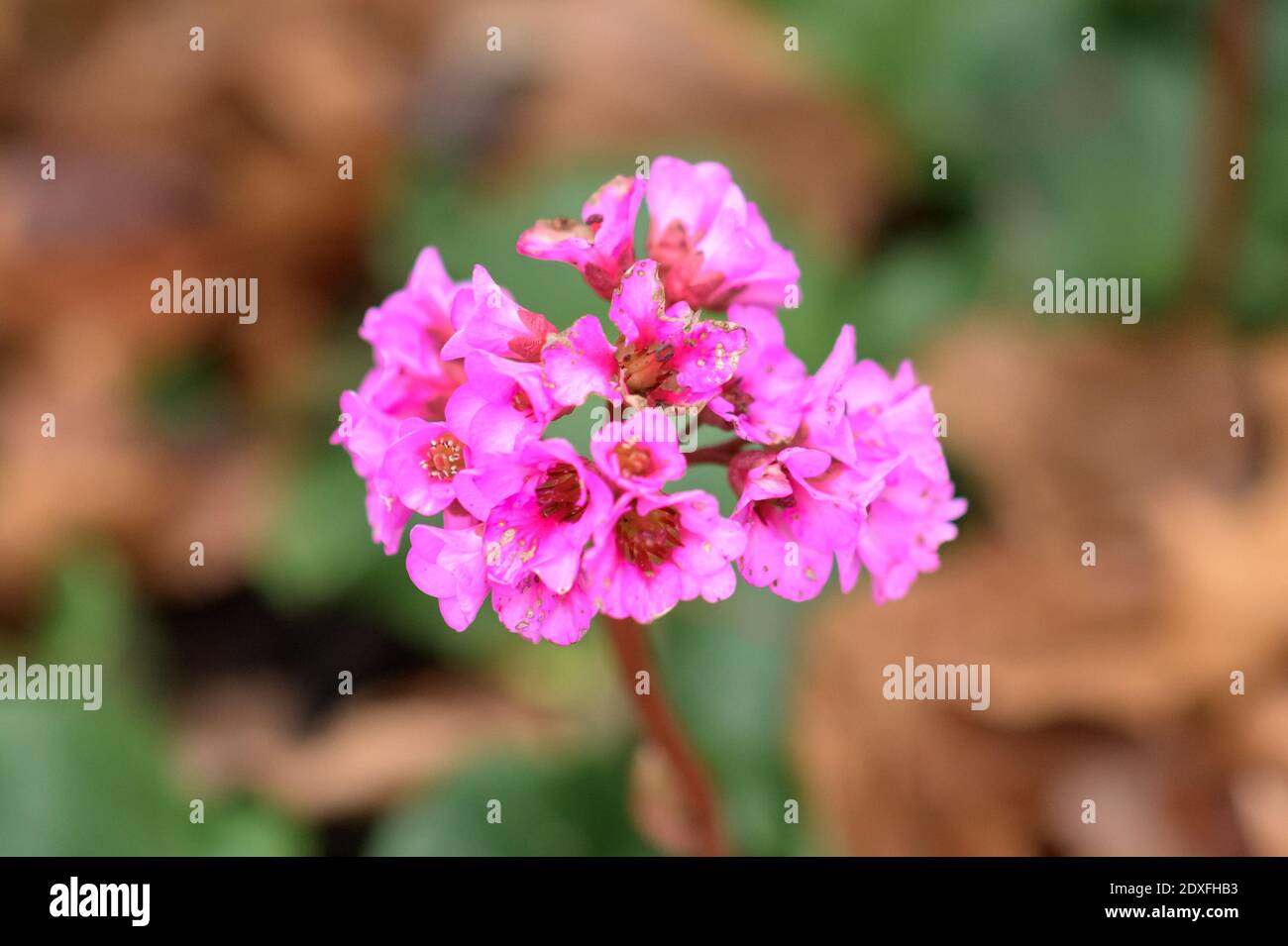 Hamburg, Germany. 09th Dec, 2020. An Altai heartleaf bergia (Bergenia ...