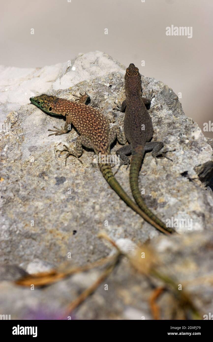 Sharp snouted rock lizard hi-res stock photography and images - Alamy