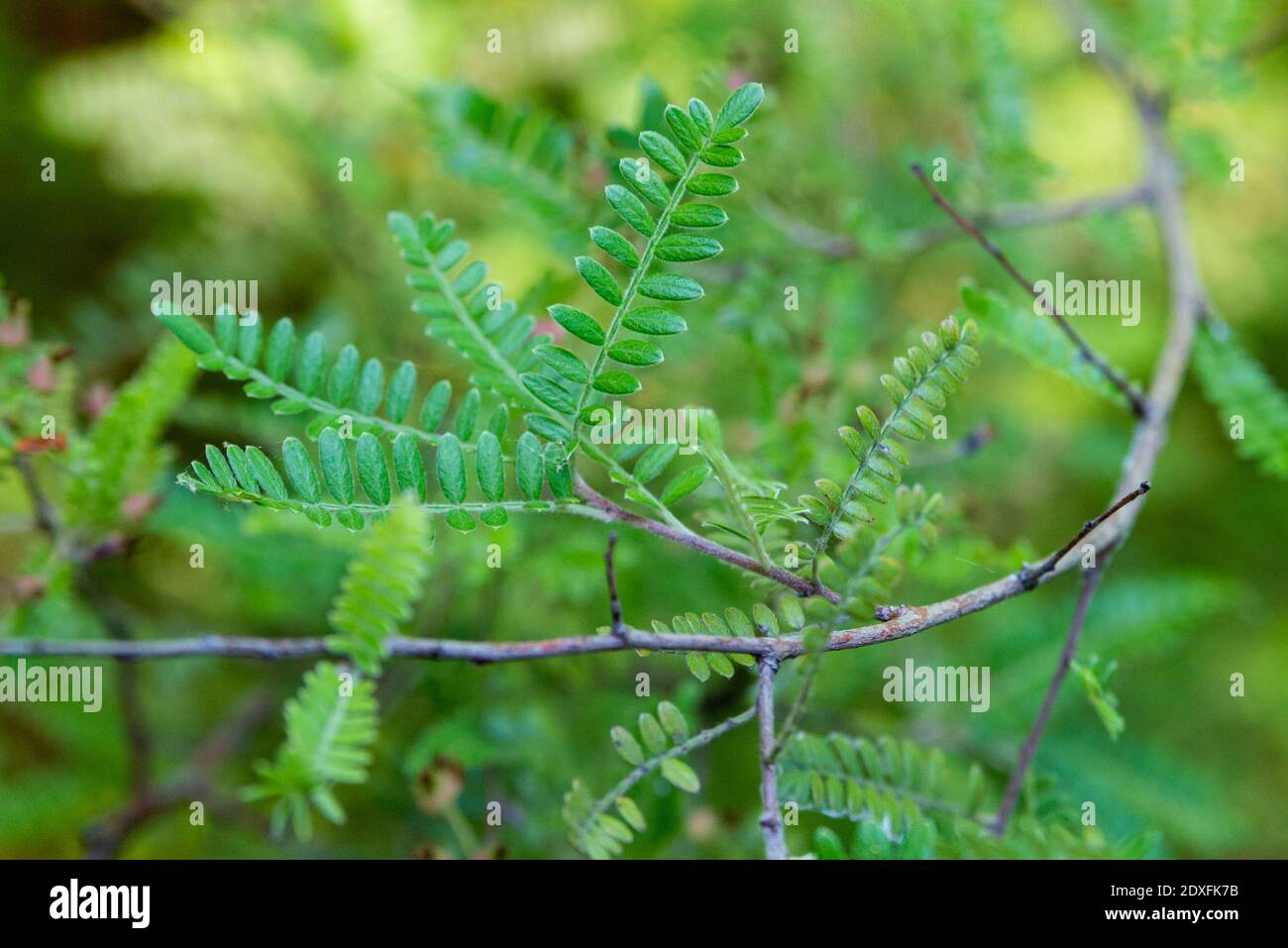 Sappan tree or Caesalpinia sappan Linn like as Acacia Stock Photo - Alamy