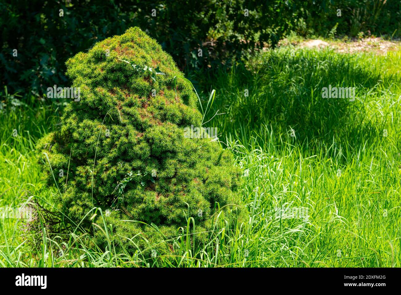 Garden decorative conifer bush grows in the garden. Cultural decorative ...