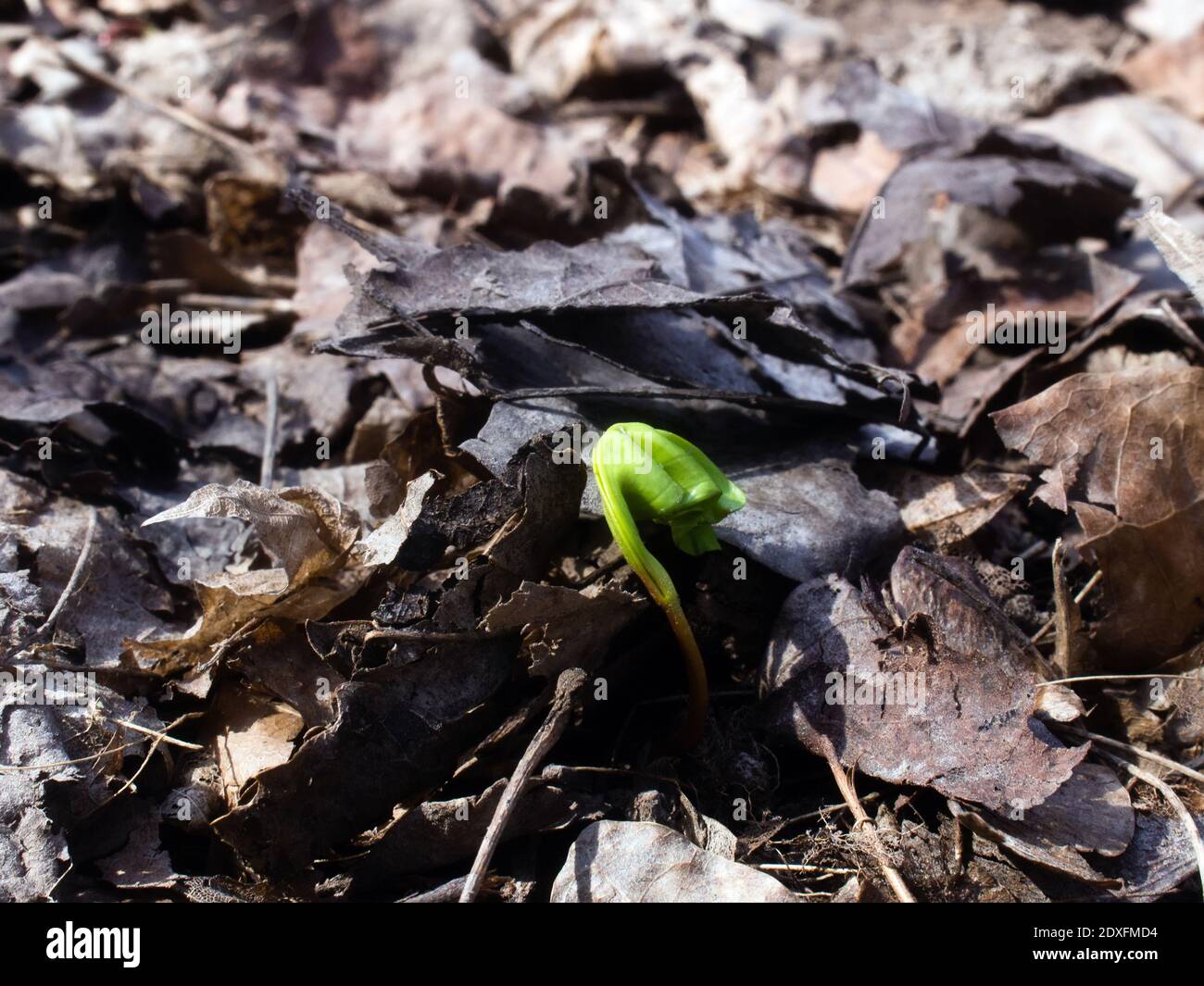 Leaves rises up hi-res stock photography and images - Alamy