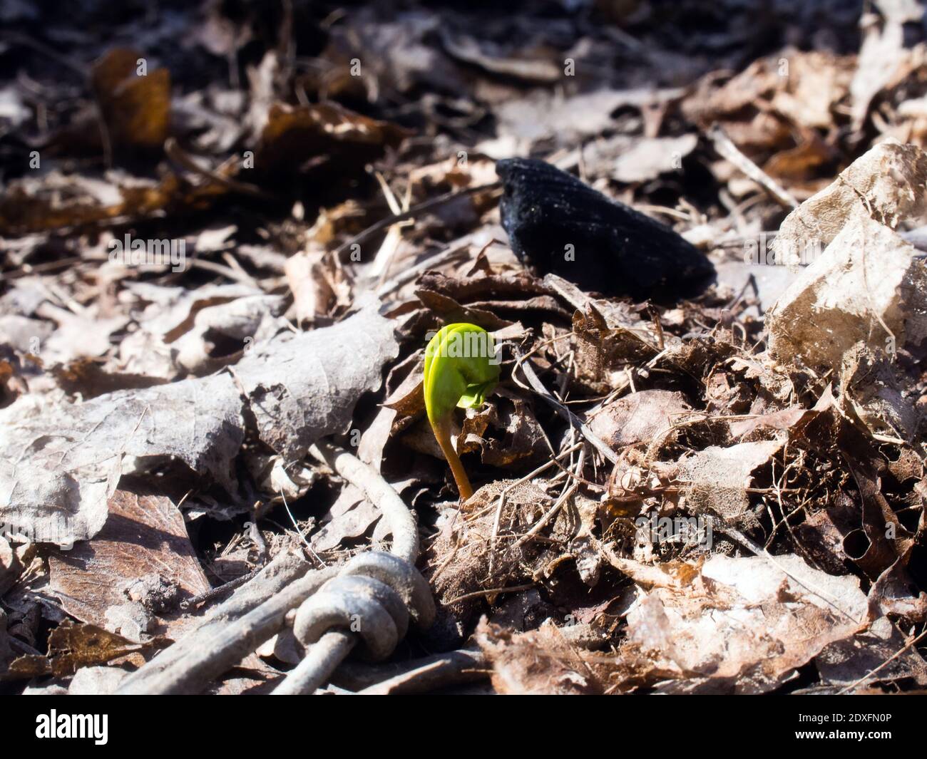 sprout rises from under old leaves, Moscow Stock Photo - Alamy