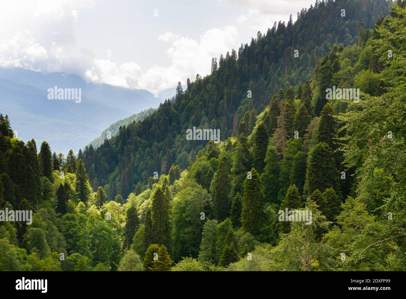 Pine forest seen from cleared alpine plateau Stock Photo - Alamy